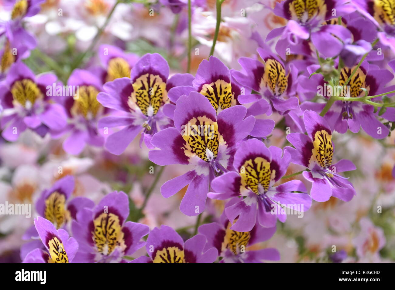 Pretty purple flowers Stock Photo - Alamy