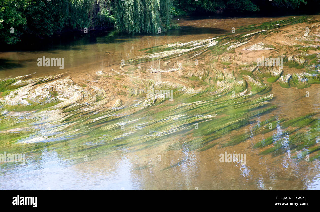 green water weed flowing in a river like mermaid hair Stock Photo - Alamy