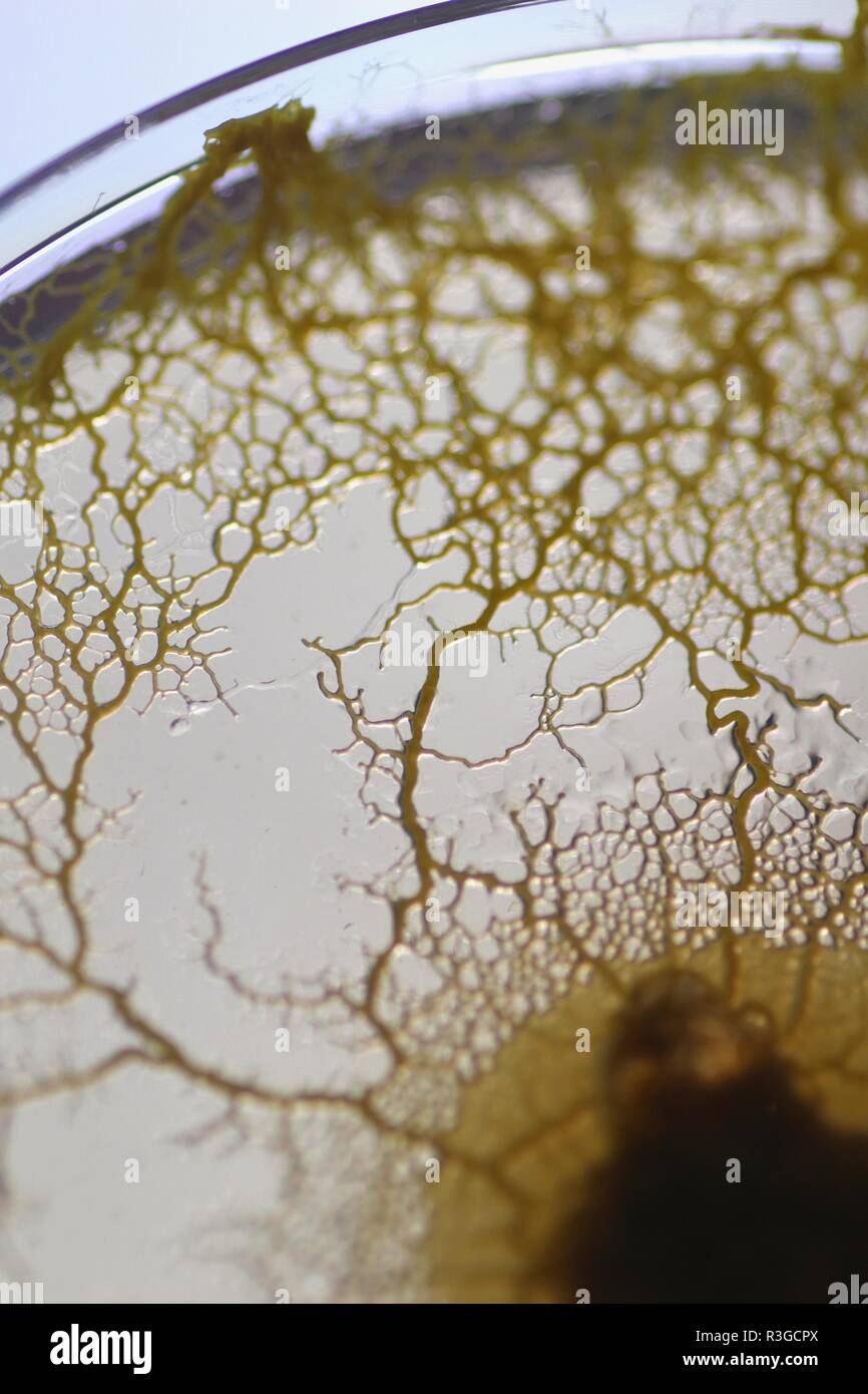 Macro of Yellow Slime Mould (Physarum polycephalum) Growing and Network ...