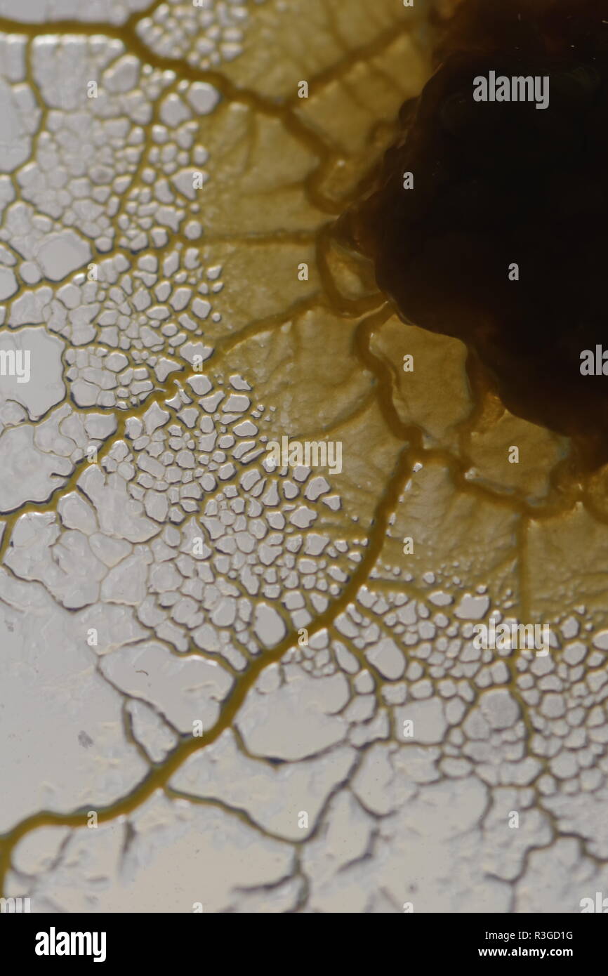 Macro of Yellow Slime Mould (Physarum polycephalum) Growing and Network ...