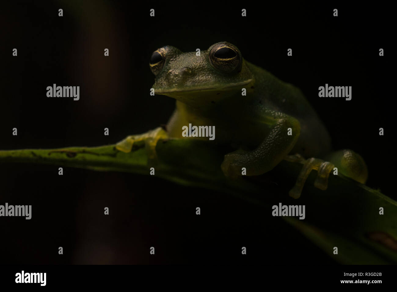Cochranella nola, a rare and threatened glass frog species from Manu ...