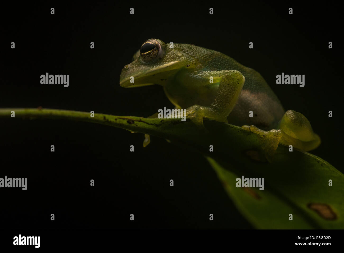 Cochranella nola, a rare and threatened glass frog species from Manu ...
