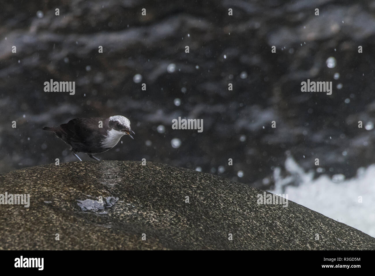 Andean dipper hi-res stock photography and images - Alamy