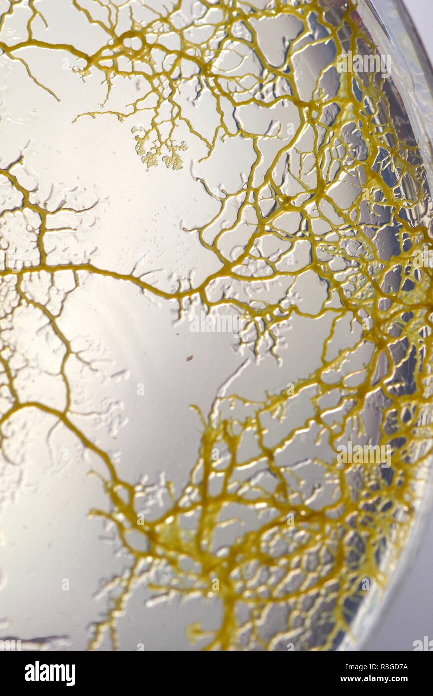 Macro of Yellow Slime Mould (Physarum polycephalum) Growing and Network ...