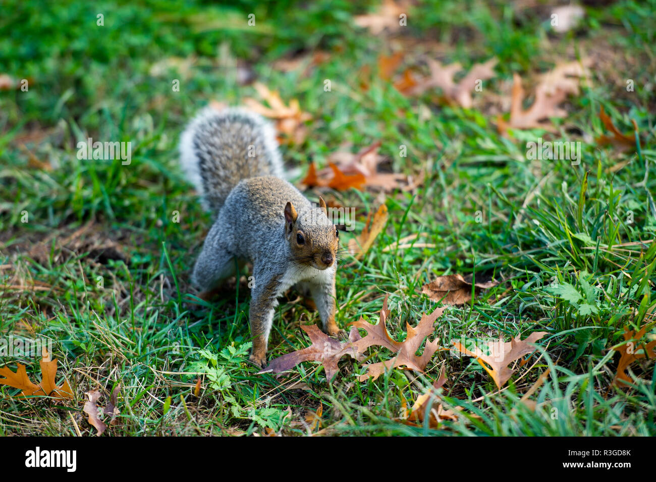 Funny squirrel looking camera hi-res stock photography and images - Alamy