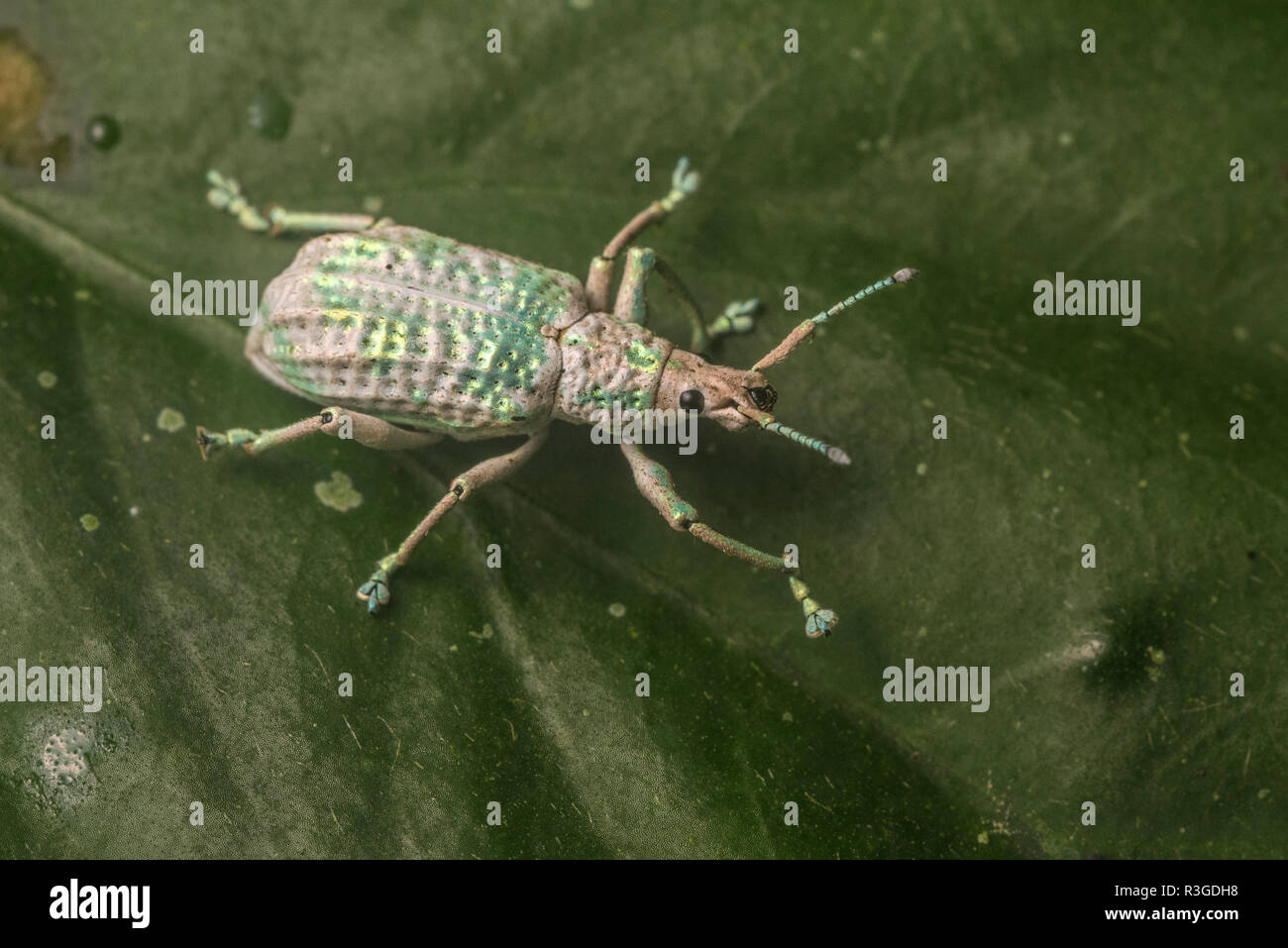 Broad-nosed Weevil Beetle (Entiminae) from Peru's Manu national park ...