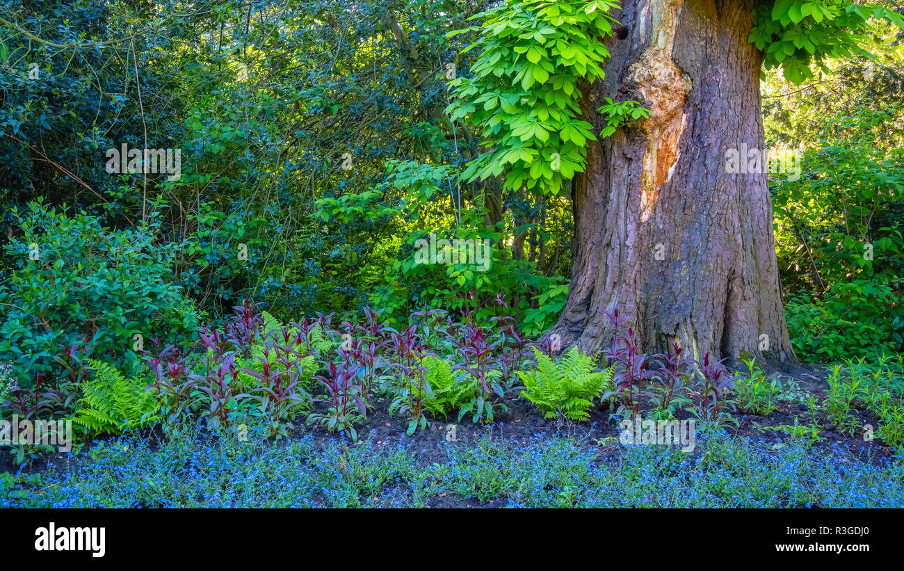 Beautiful nature at Kensington Gardens in London, UK Stock Photo - Alamy