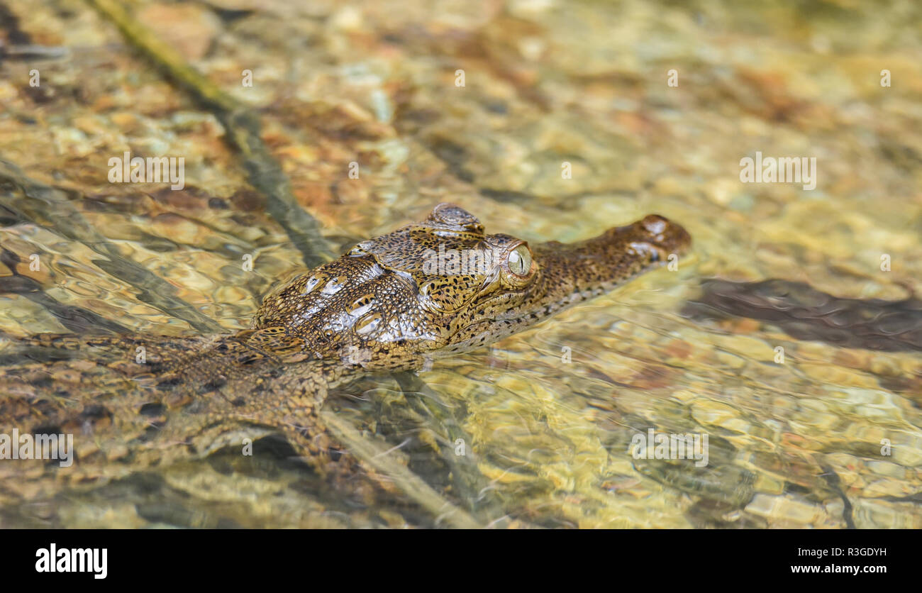 Young crocodile (Crocodylus acutus ) in its habitat waters in wild ...