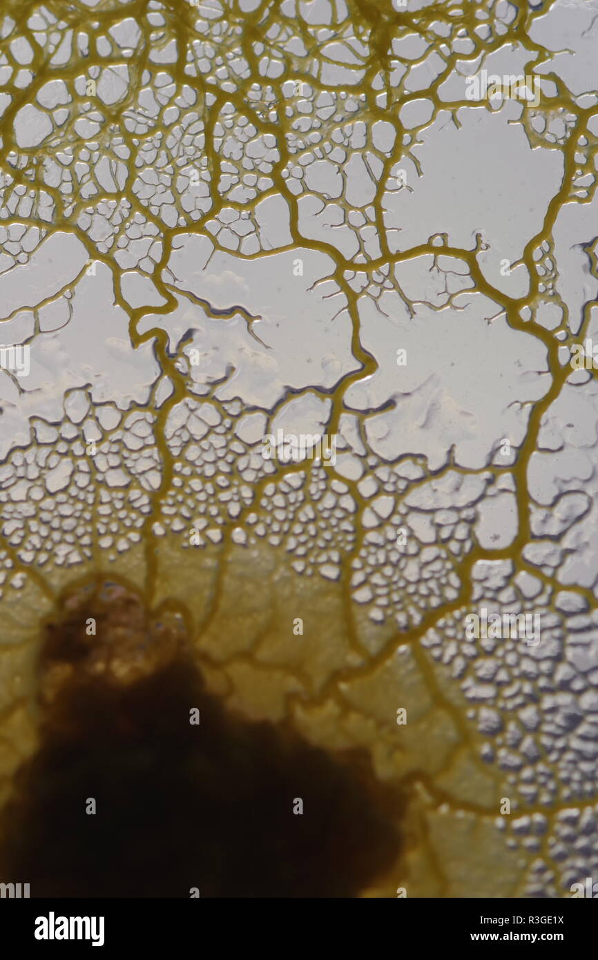 Physarum Under Microscope