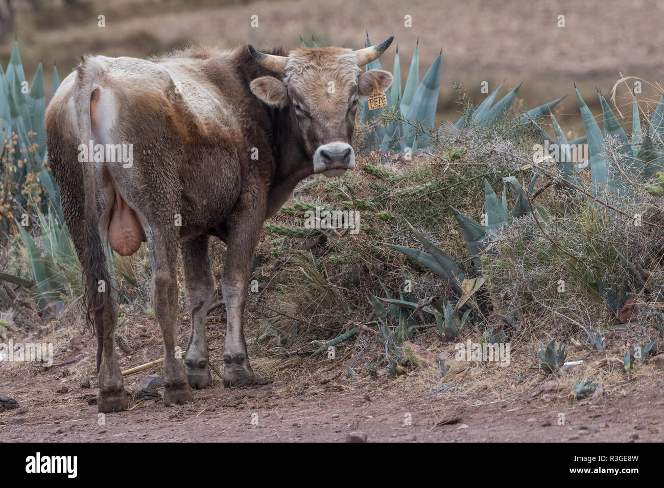 A young bull in one of the small farming communities just outside of ...