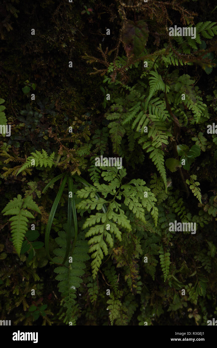 Hanging lava hi-res stock photography and images - Alamy