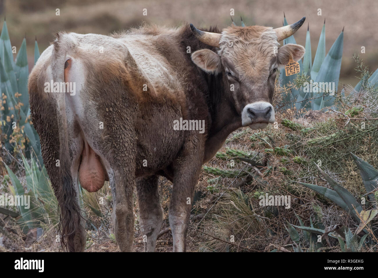 A young bull in one of the small farming communities just outside of ...