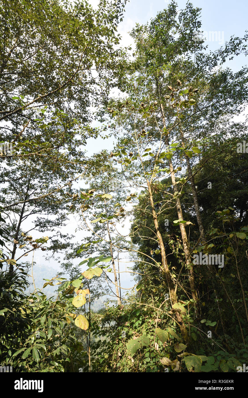 Trees at Lava in Darjeeling district of West Bengal, India Stock Photo ...