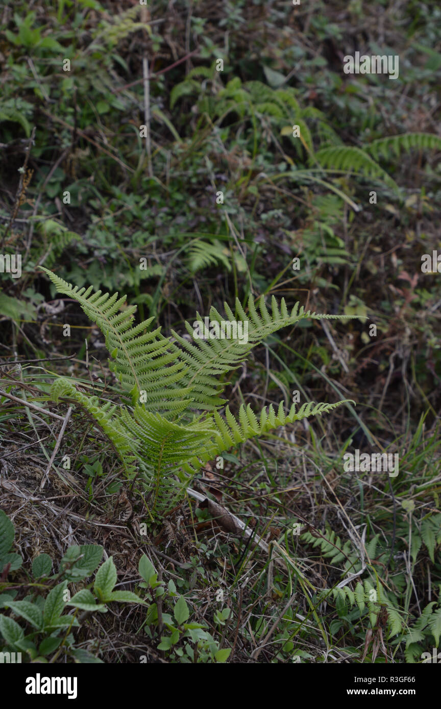 Ferns formed on rocky soil at Lava in Darjeeling district of West ...