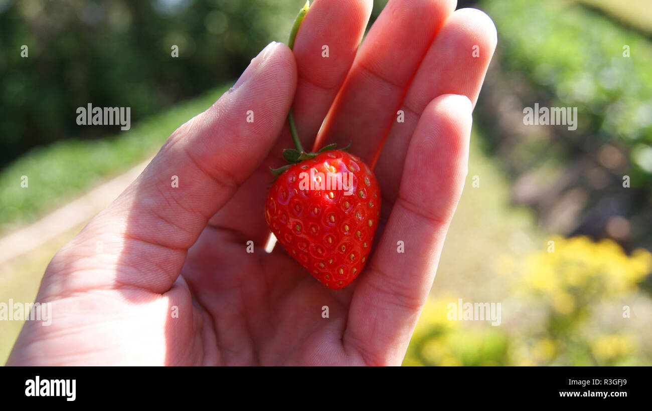 Fresh red Strawberry in hand garden background / Strawberry harvest in ...