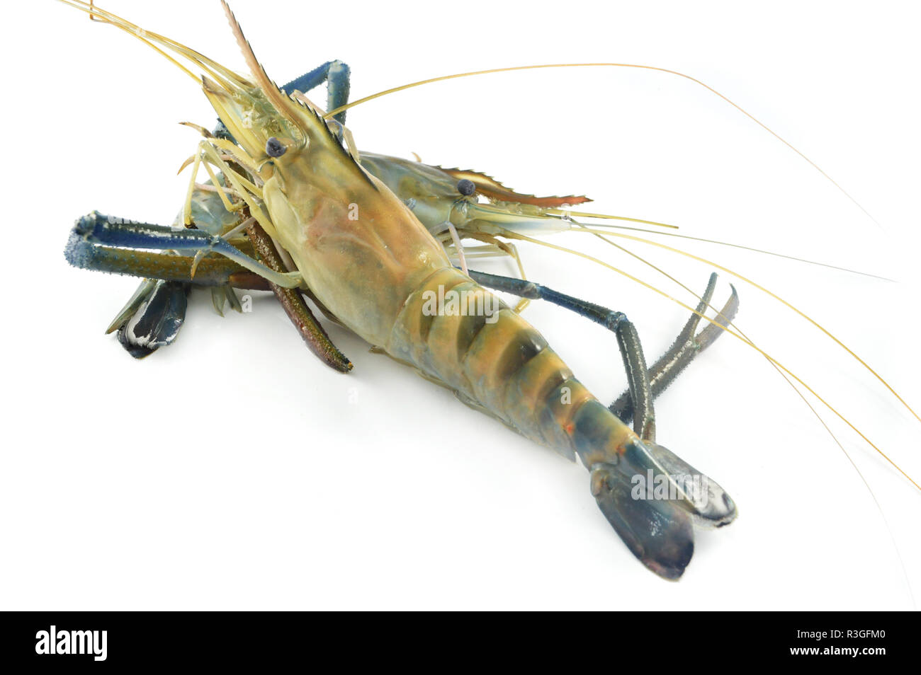 fresh shrimp isolated / raw shrimp on white background - the big blue ...