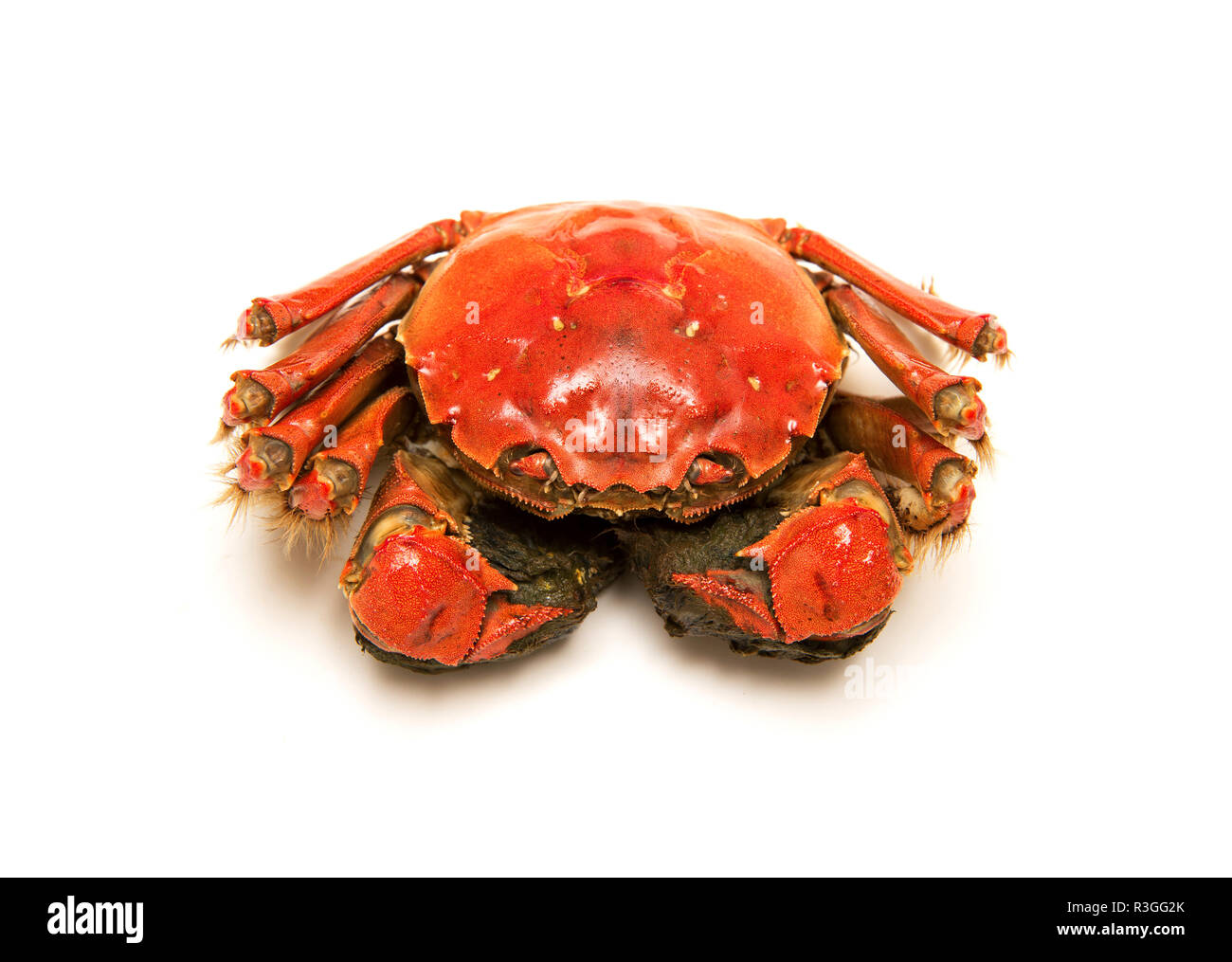 Cooked Chinese hairy crab isolated on white Stock Photo - Alamy