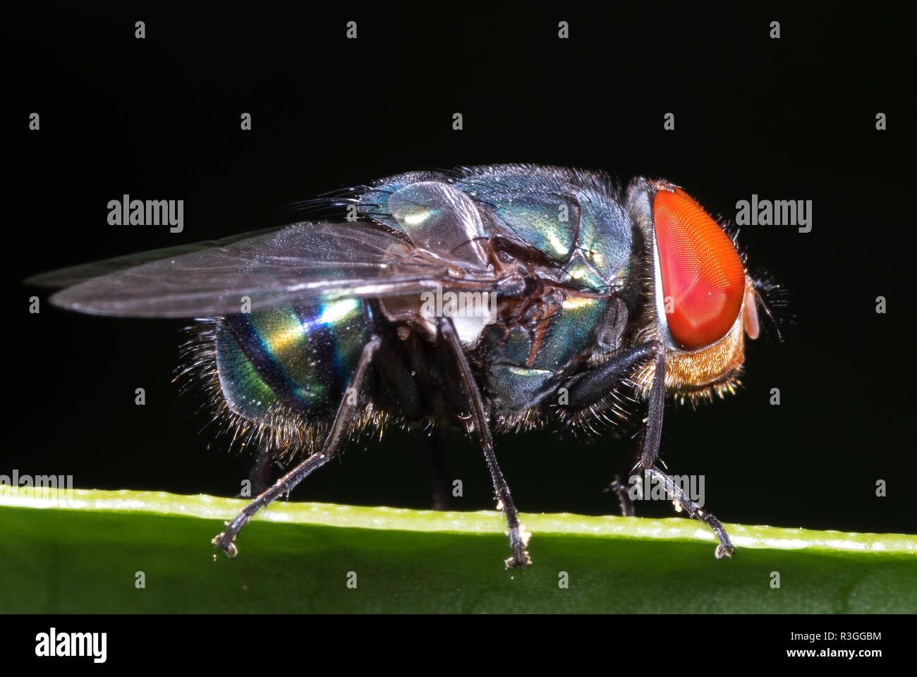 Macro Photography of Blow Fly on Green Leaf Isolated on Black ...