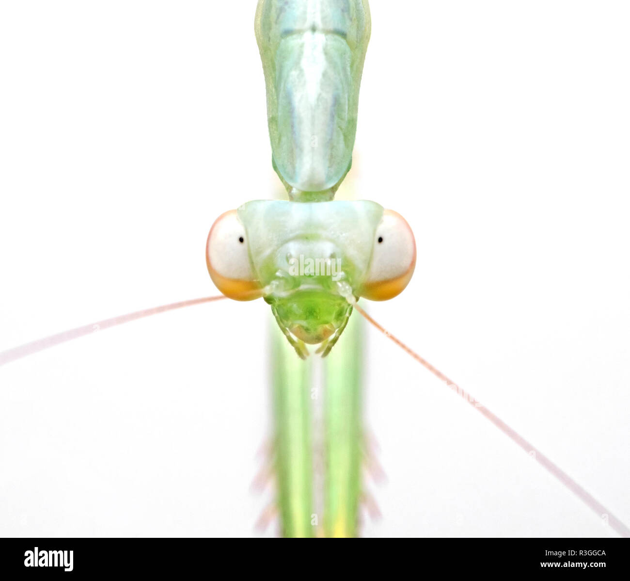 Macro Photography of Head of Praying Mantis Isolated on White ...