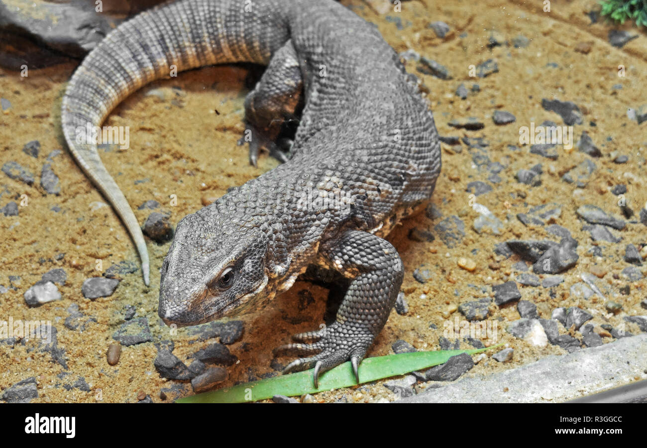 Closeup Savannah Monitor on Stone with Sand Stock Photo - Alamy