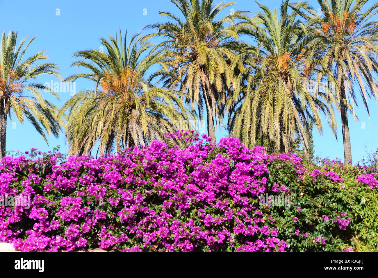 Flower buganville hi-res stock photography and images - Alamy