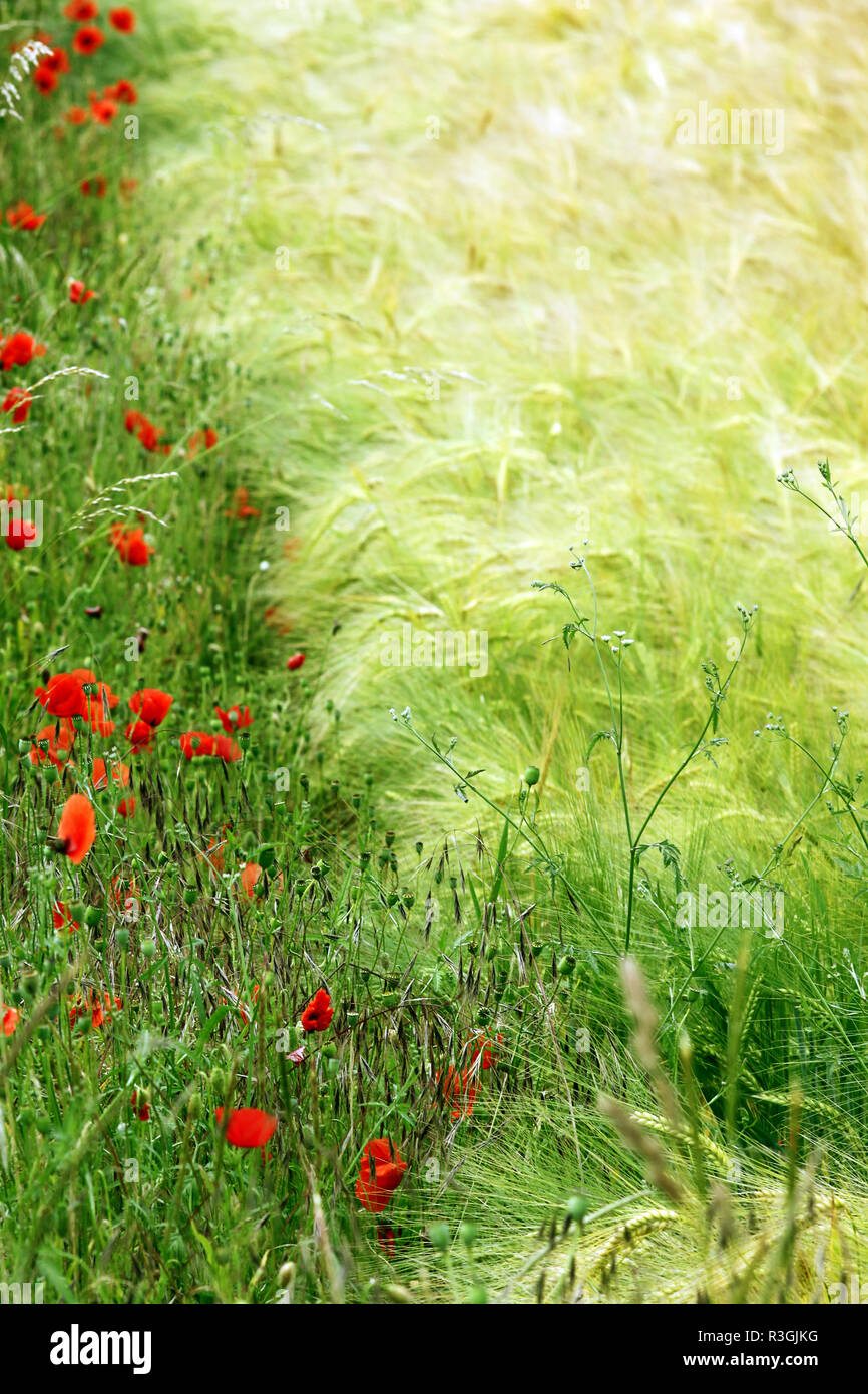 Corn field red poppy hi-res stock photography and images - Alamy