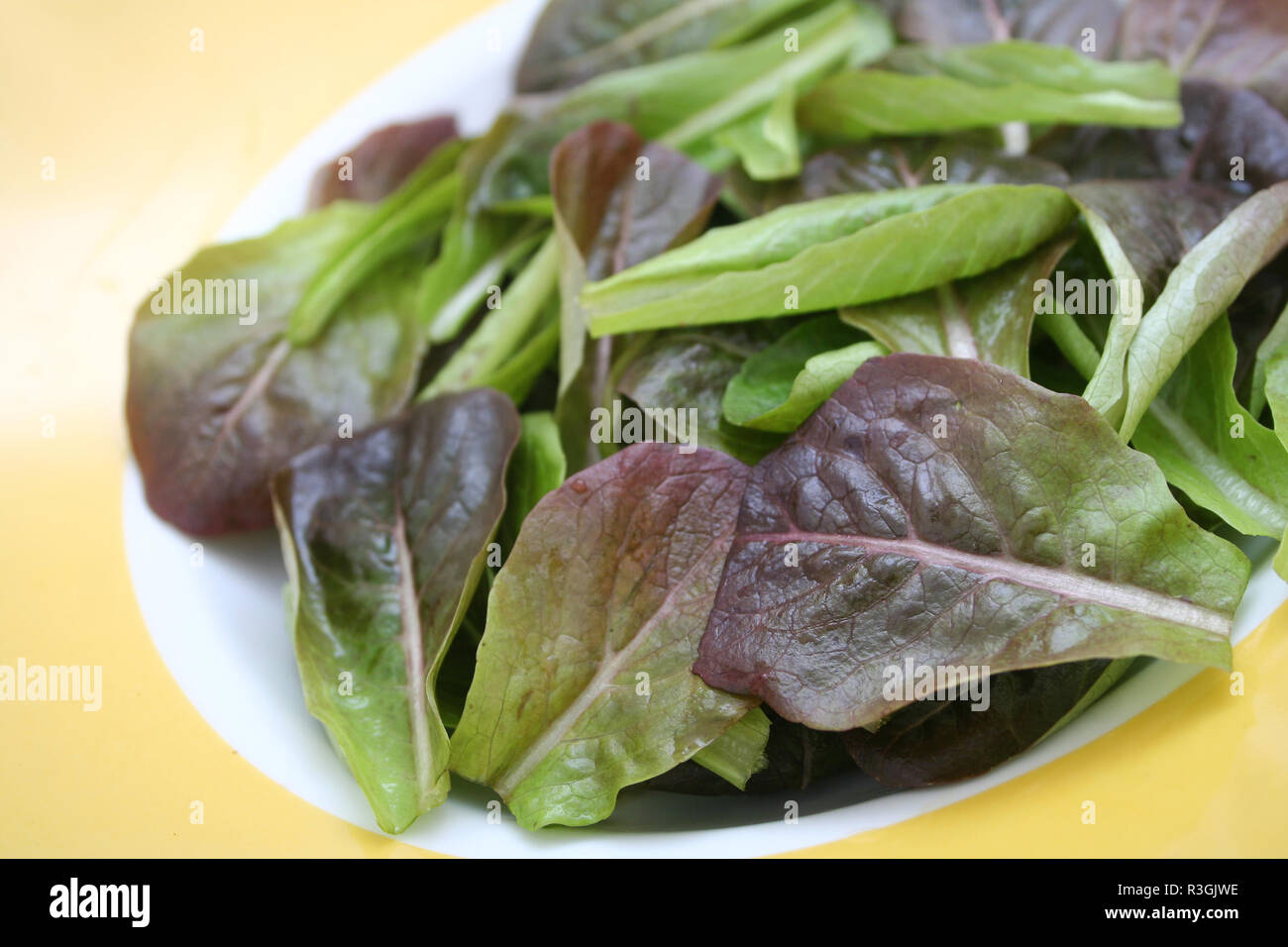 red lamb's lettuce Stock Photo - Alamy