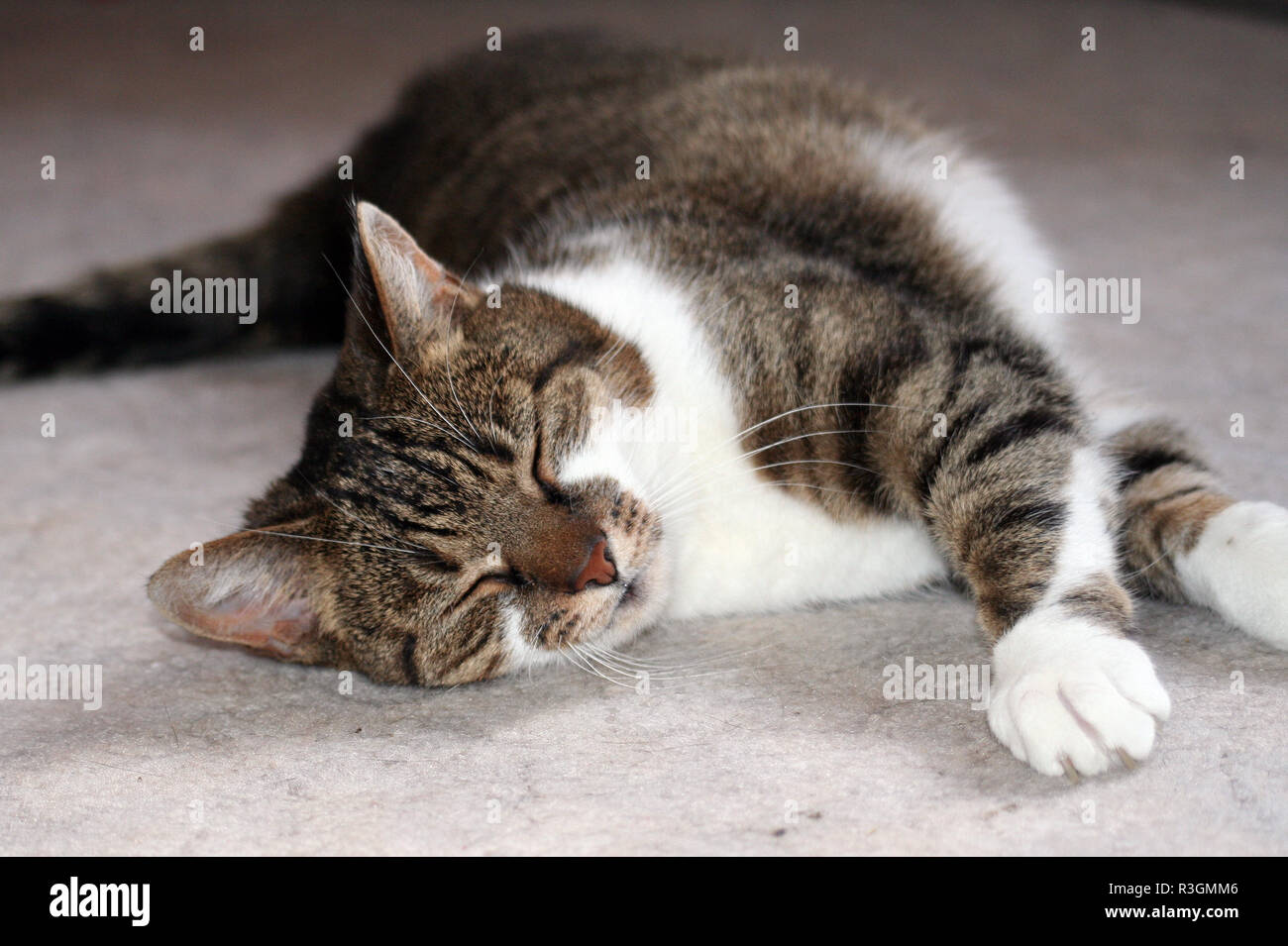 Ss cats hi-res stock photography and images - Alamy