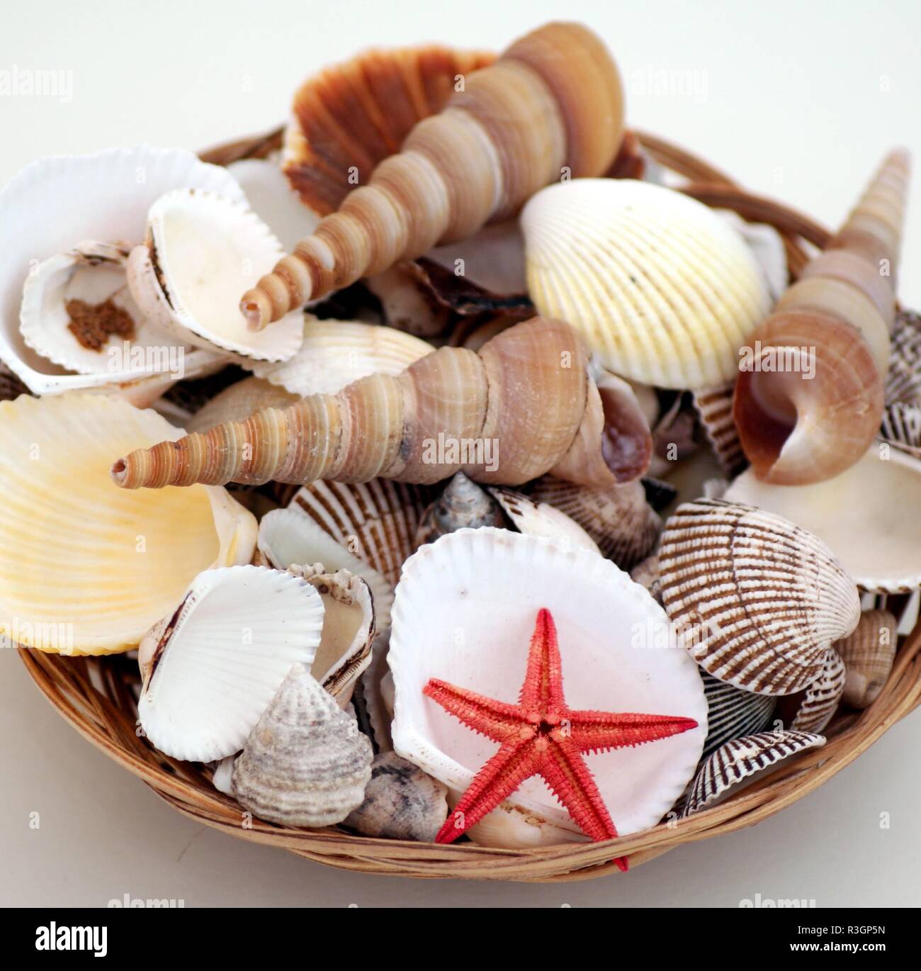 Basket starfish hi-res stock photography and images - Alamy