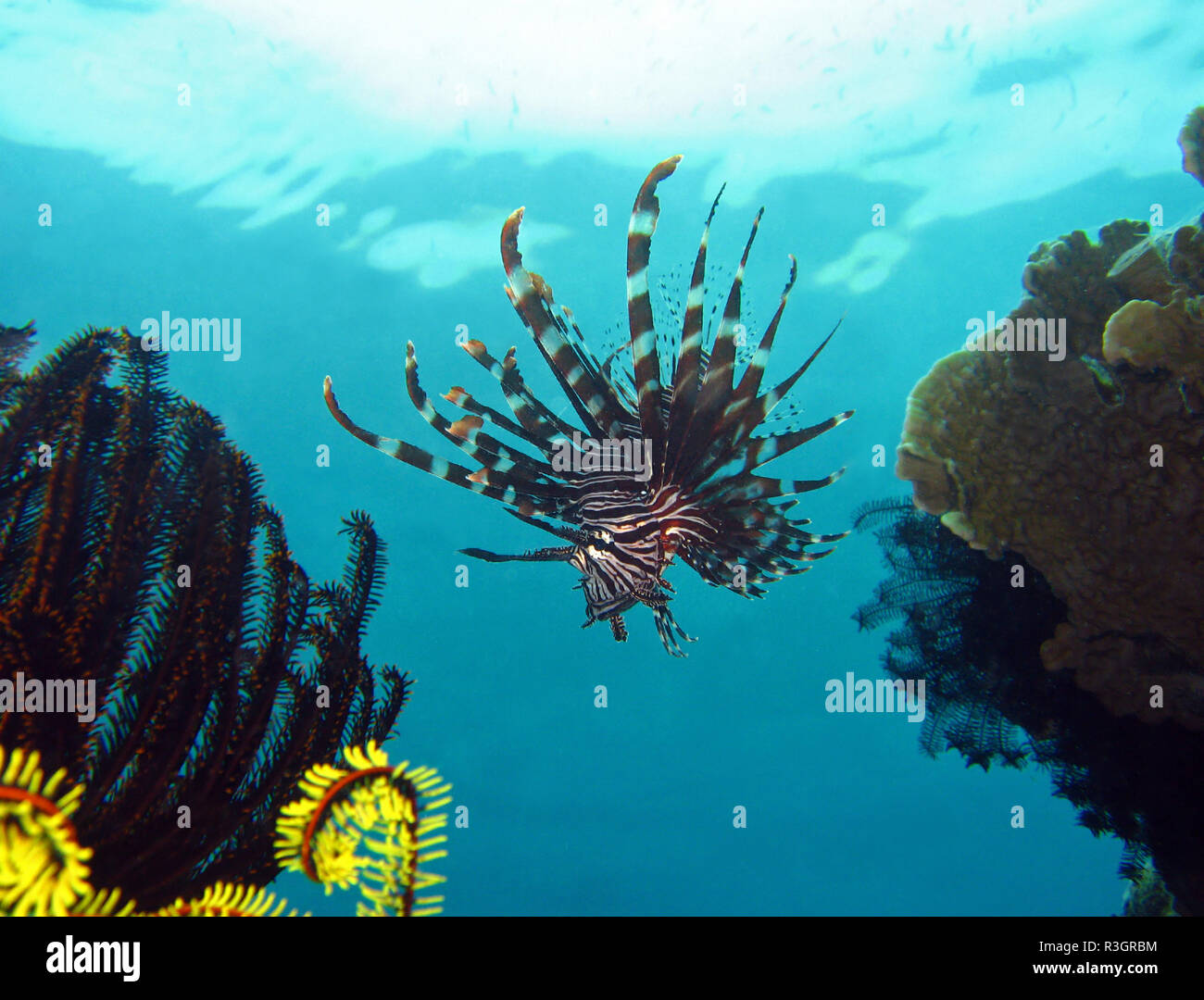 Maratua diving hi-res stock photography and images - Alamy