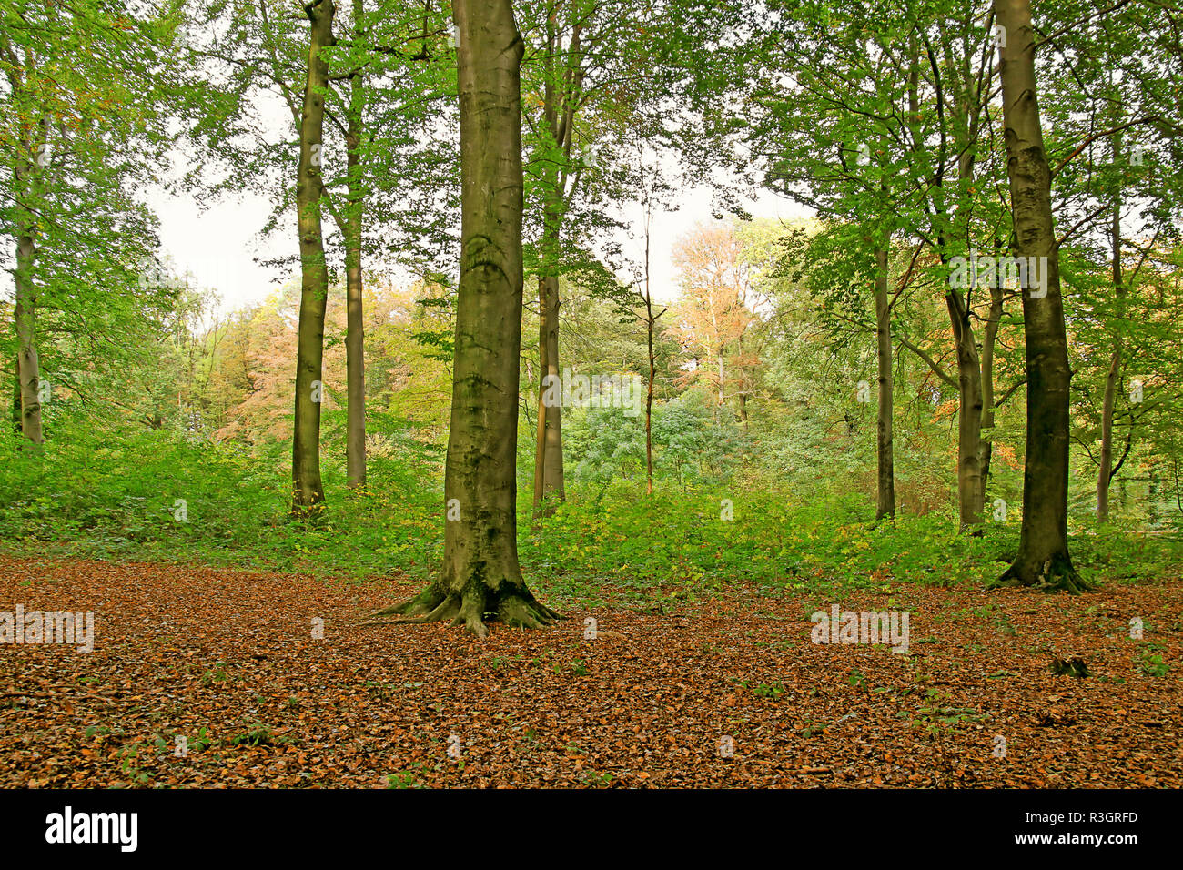 Sylvaticae hi-res stock photography and images - Alamy