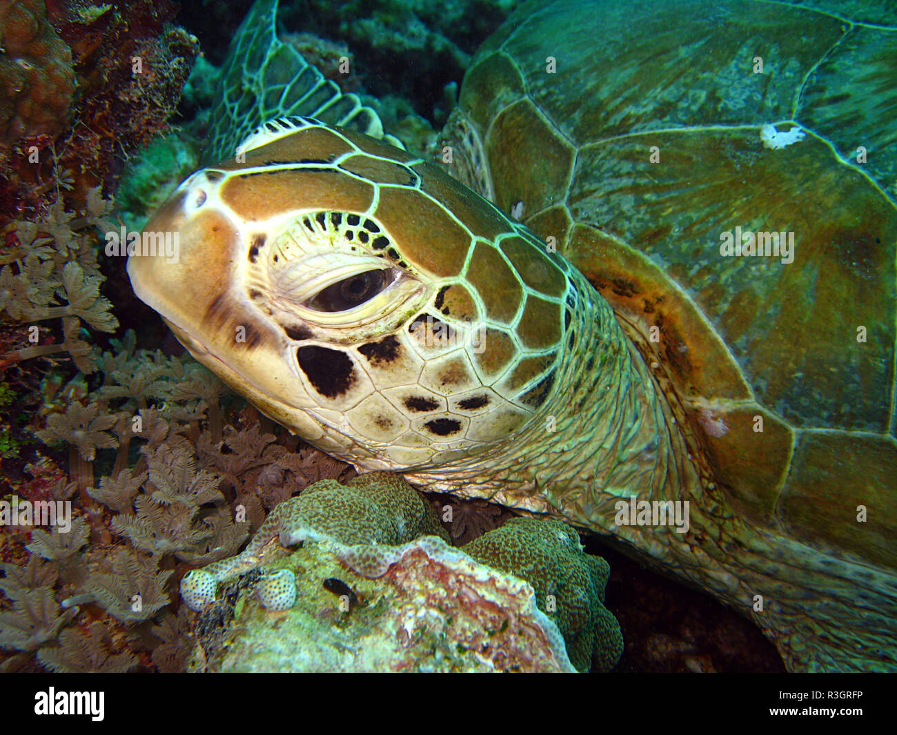 Maratua diving hi-res stock photography and images - Alamy
