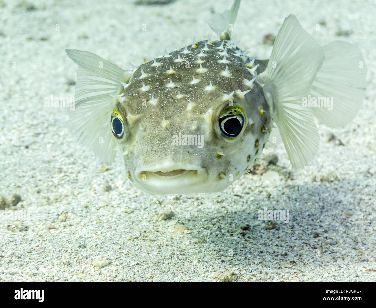 Pert bottom hi-res stock photography and images - Alamy