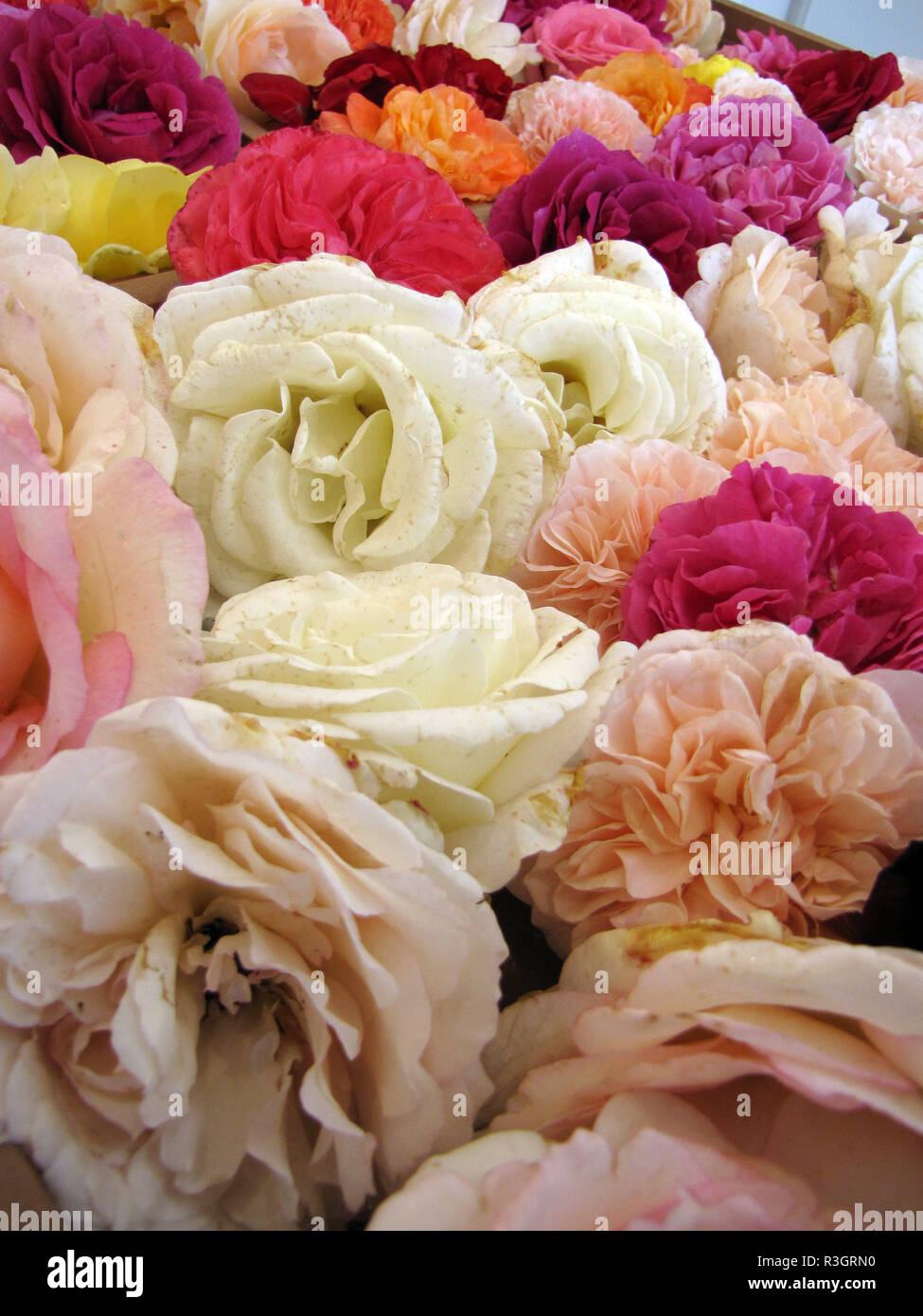 multi-colored rose petals Stock Photo - Alamy