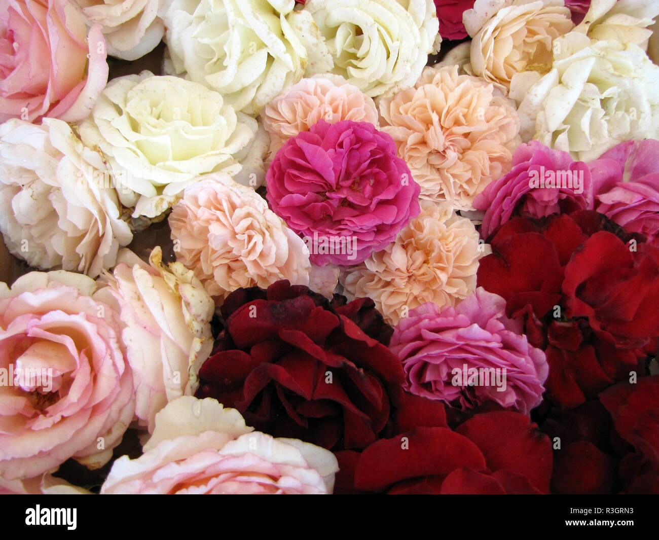 Different coloured roses hi-res stock photography and images - Alamy