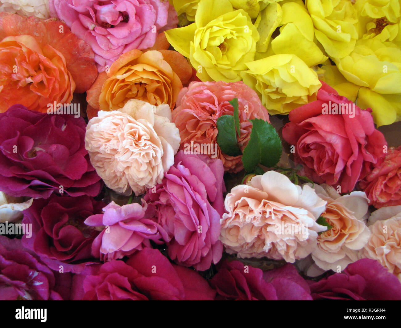 Different coloured roses hi-res stock photography and images - Alamy
