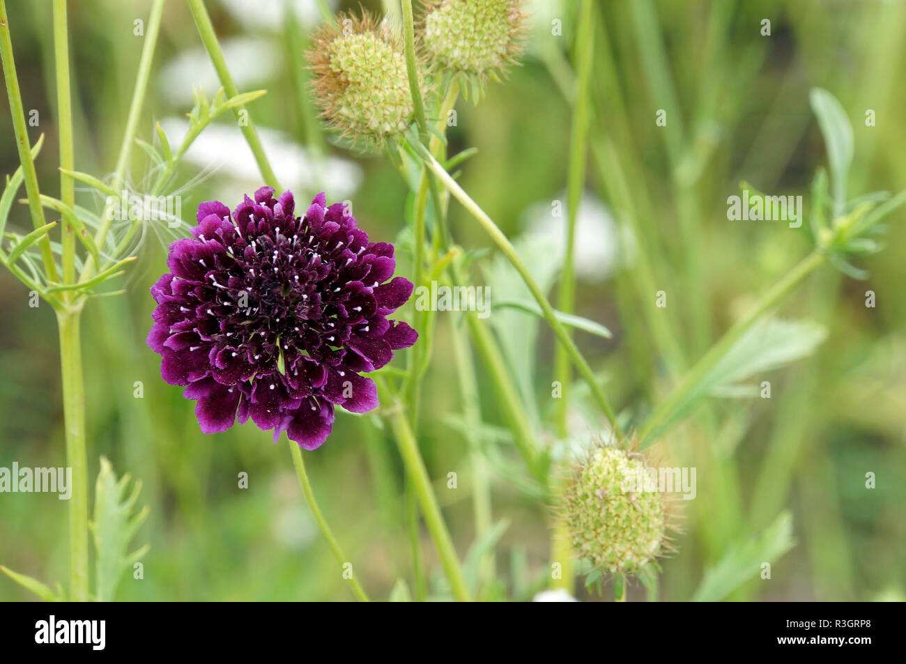 Red scabious plant hi-res stock photography and images - Alamy