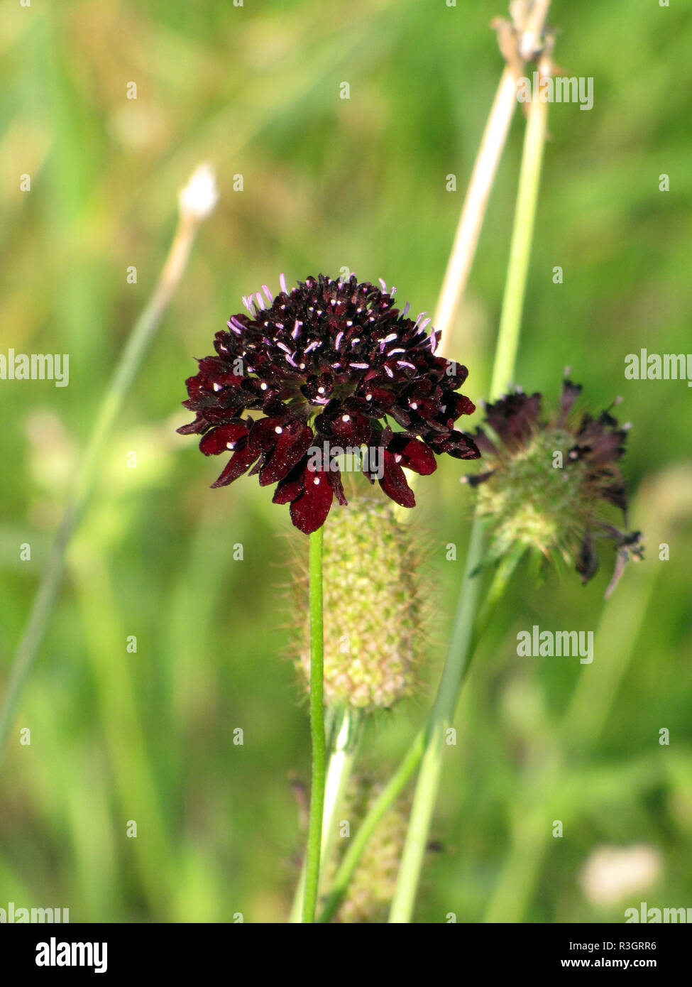 Red scabious plant hi-res stock photography and images - Alamy