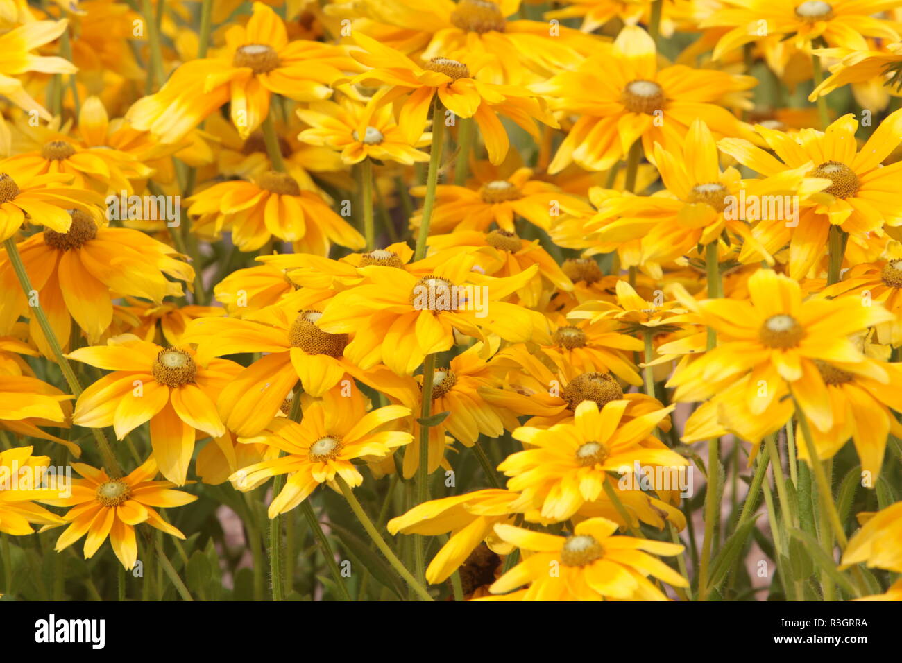 echinacea purpurea cheyenne spirit Stock Photo - Alamy
