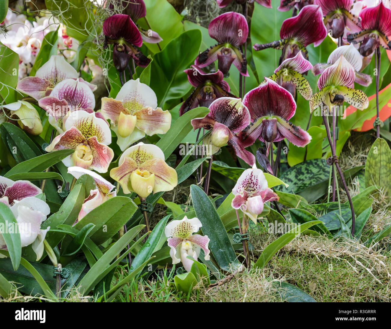 Paphiopedilum acmodontum hi-res stock photography and images - Alamy
