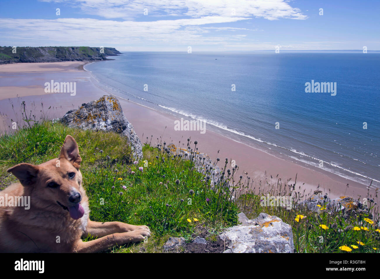 beach landscape three cliffs bay in wales Stock Photo - Alamy