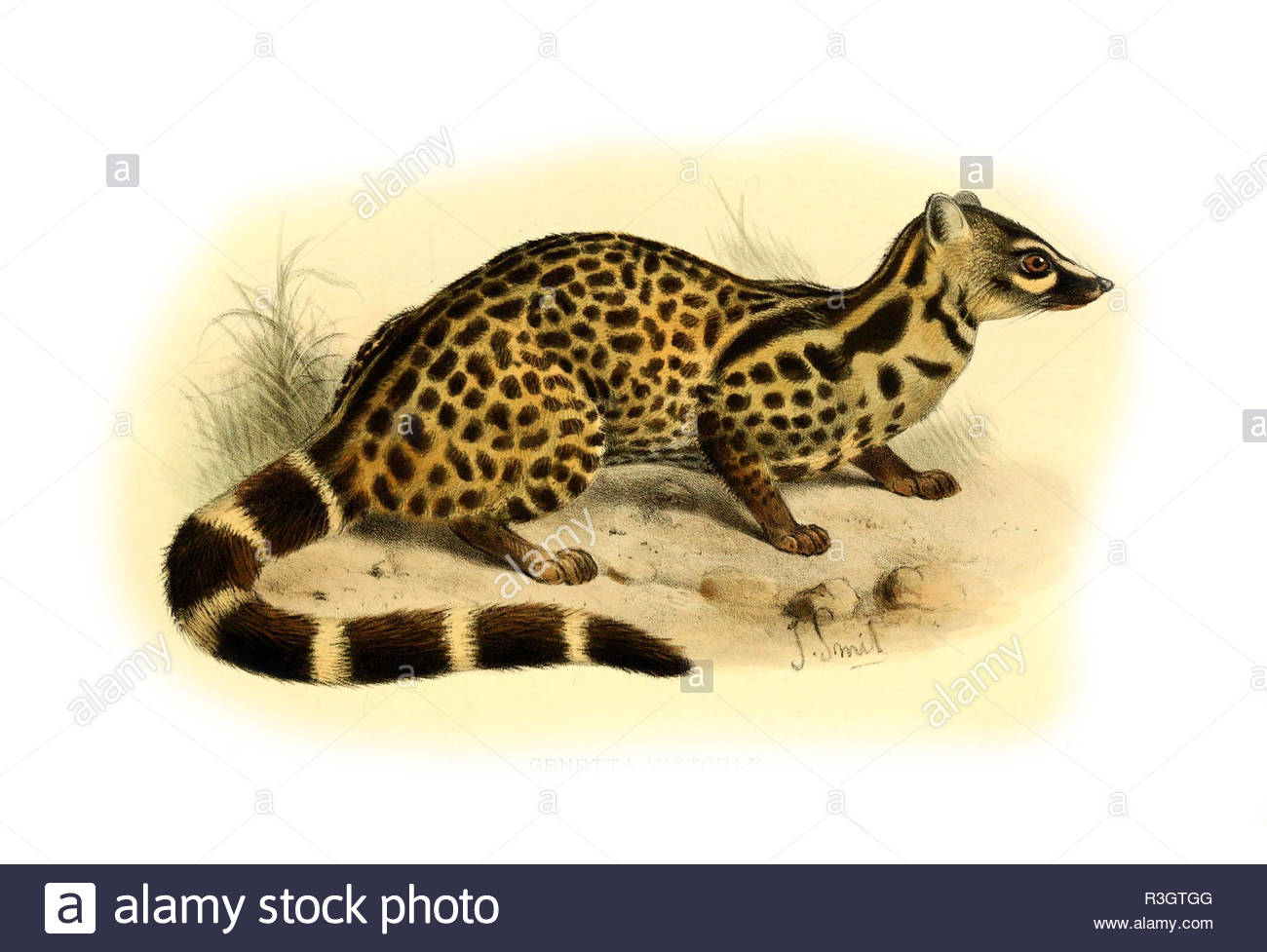 Genet And Animal Stock Photos & Genet And Animal Stock Images - Alamy