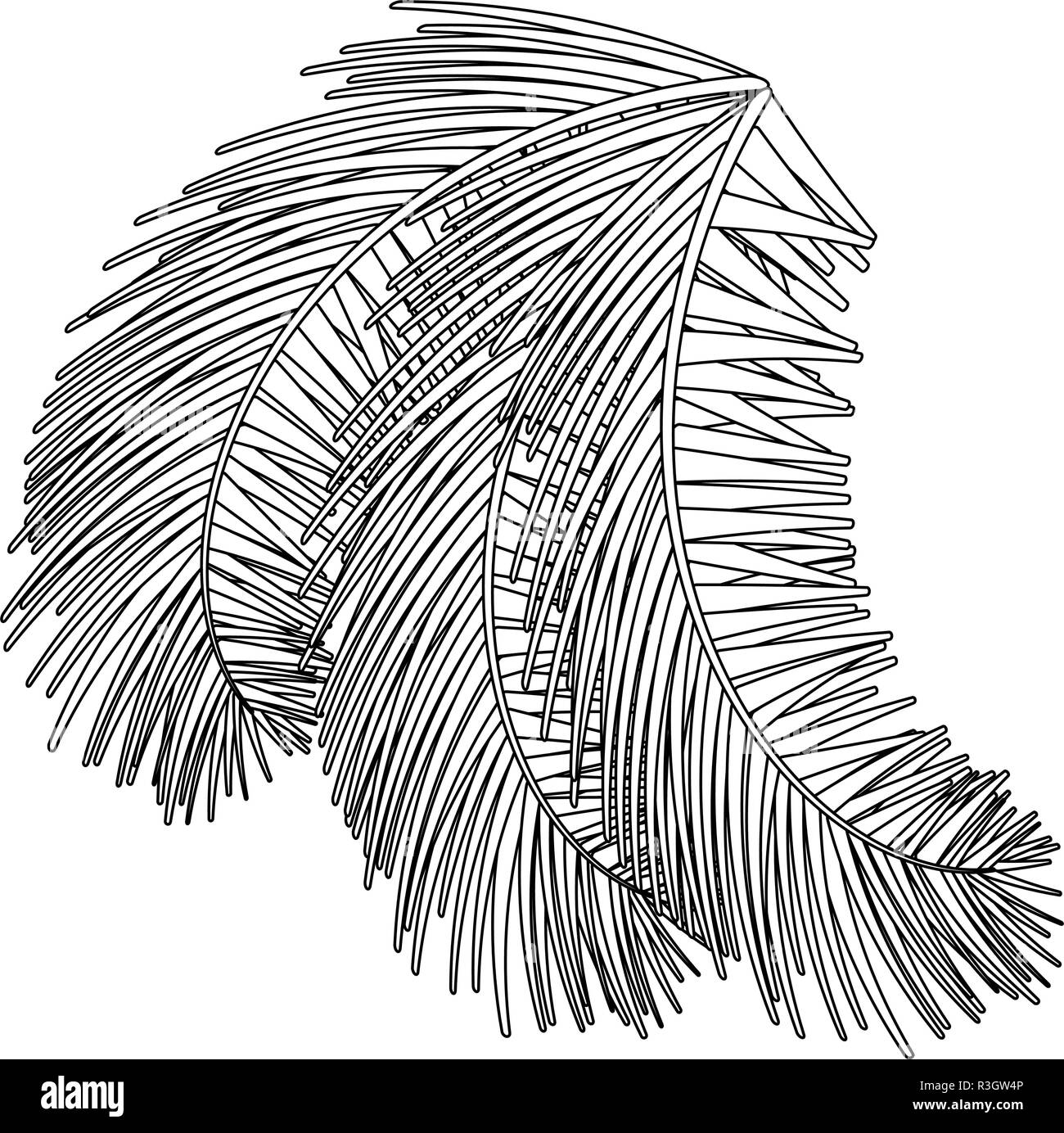 Fresh spruce tree branches Stock Vector Images - Alamy