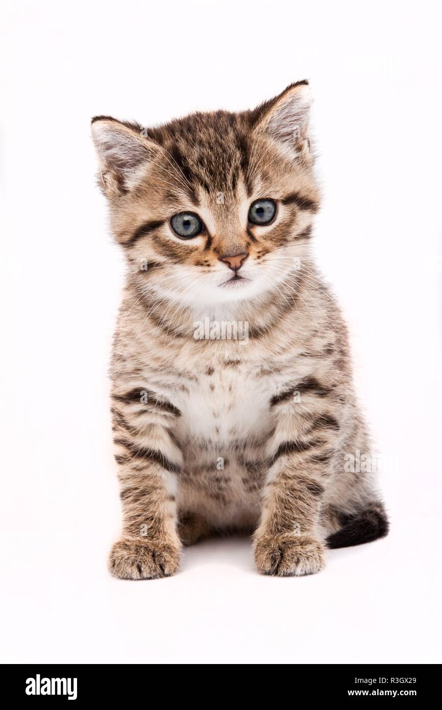 little gray cat isolated on white Stock Photo - Alamy