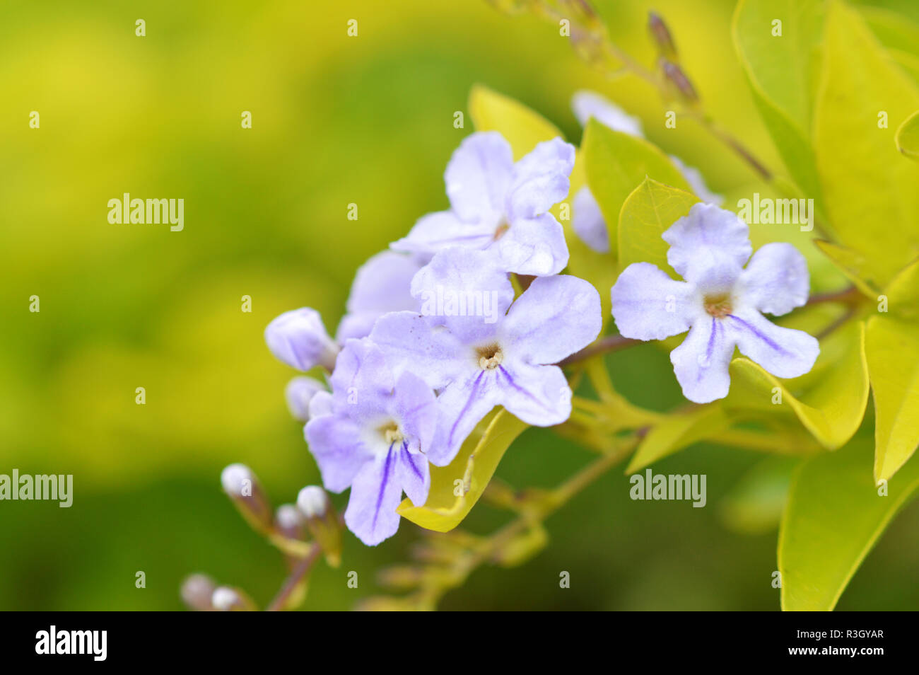 beautiful nature flower purple green blur background / Golden dewdrop ...