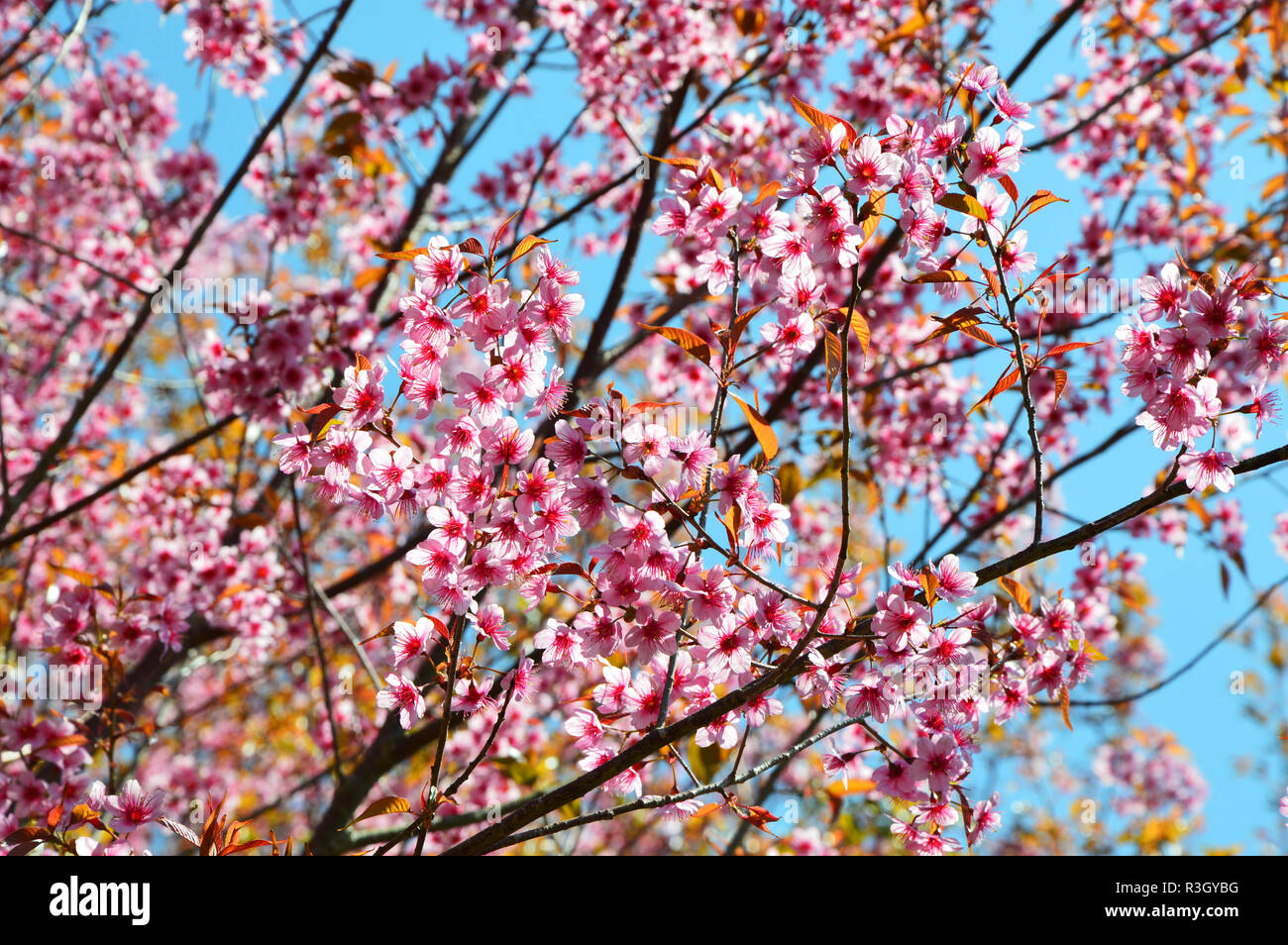 Wild Himalayan Cherry / tree of pink flower wild himalayan cherry ...