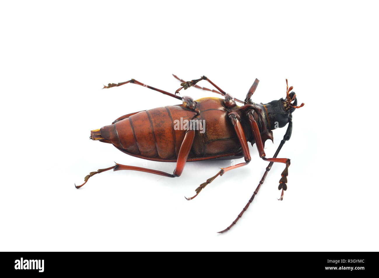 Dead insects isolated / The beetle bug dead lying isolated on white ...