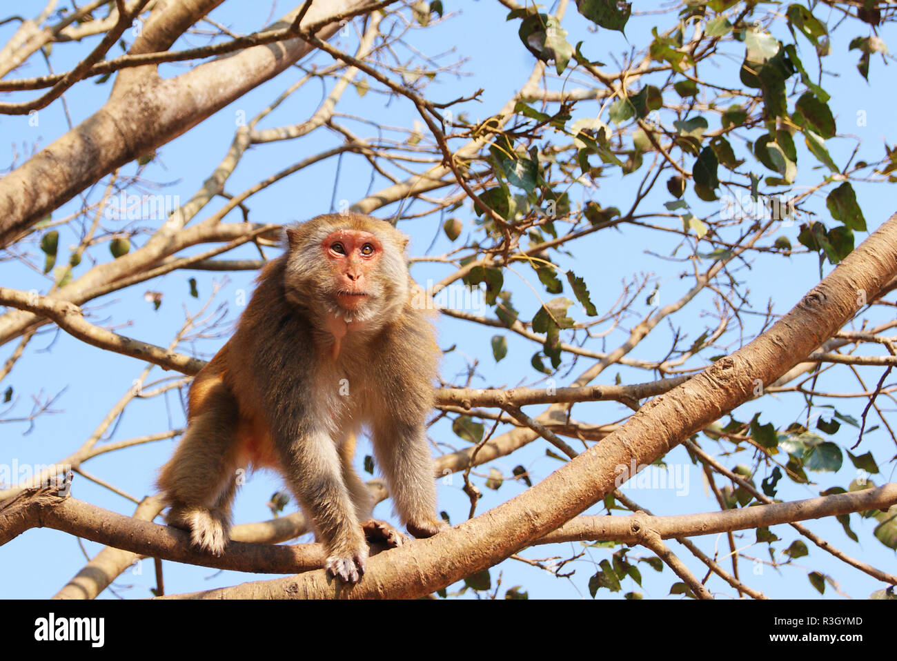 monkey on tree / beautiful male monkey looking for food on the tree ...