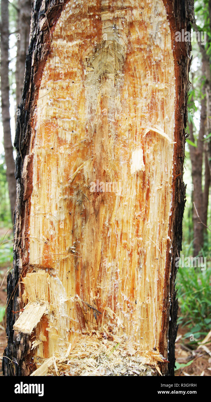 cut bark pine tree for on bark of a tree trunk / extraction of natural ...