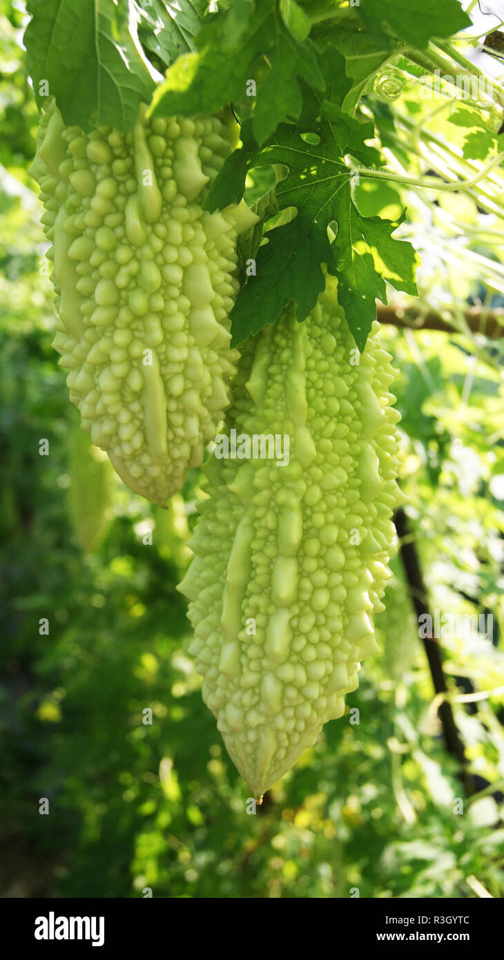 Wild Gourd High Resolution Stock Photography and Images - Alamy